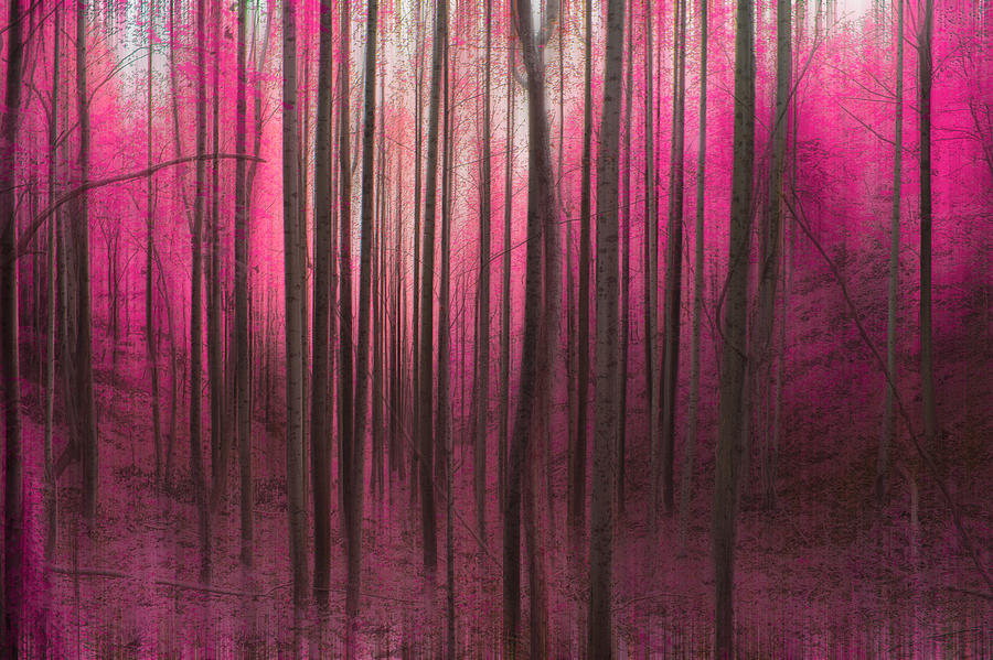 Dreaming of Spring 1 Photograph by Mark Guinn | Fine Art America