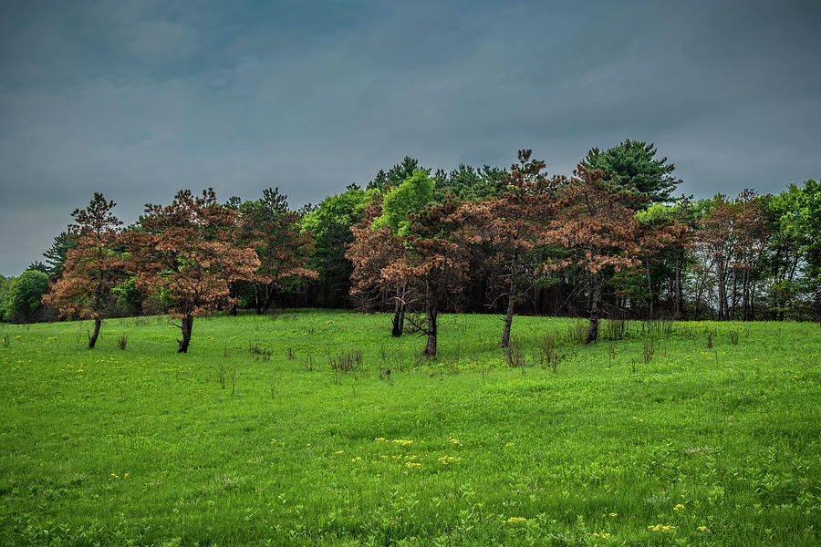 Dried Pines Photograph by Sandra Burm - Pixels