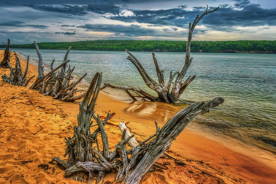 Driftwood on Sand Point Beach. Photograph by Vladimir Rayzman - Fine ...