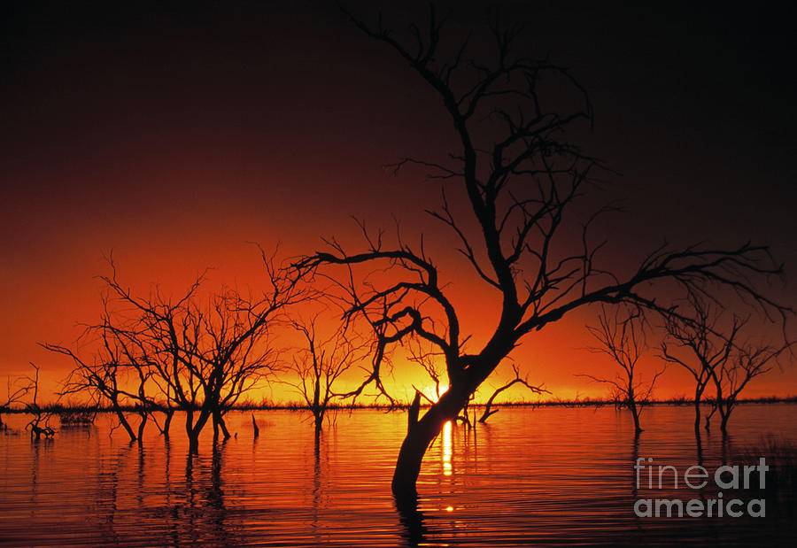 Drowned Trees At Sunset Photograph by Jeremy Bishop/science Photo ...