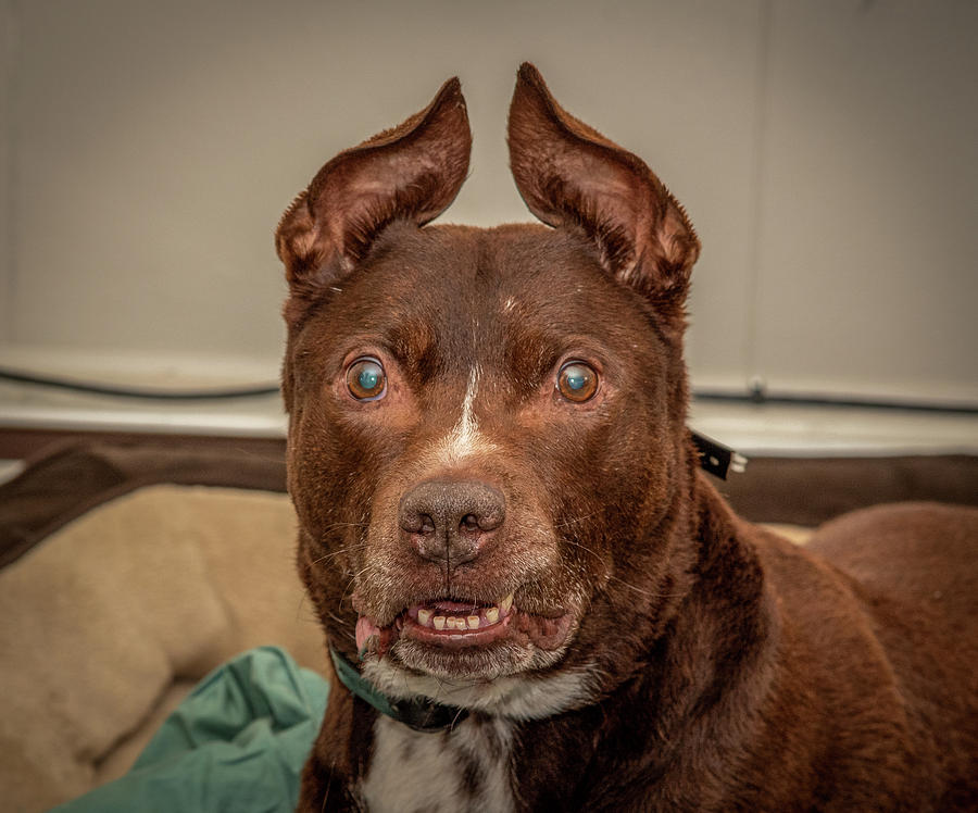 Dumb Face Photograph by Tony Pushard - Fine Art America