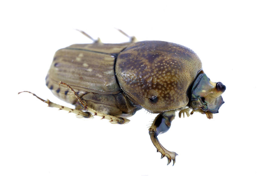 Dung Beetle Euoniticellus Intermedius Photograph by Science Source ...