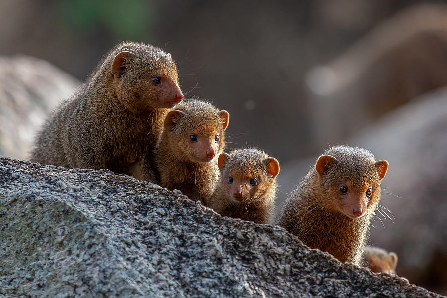 Dwarf Mongooses Photograph by Alessandro Catta | Pixels