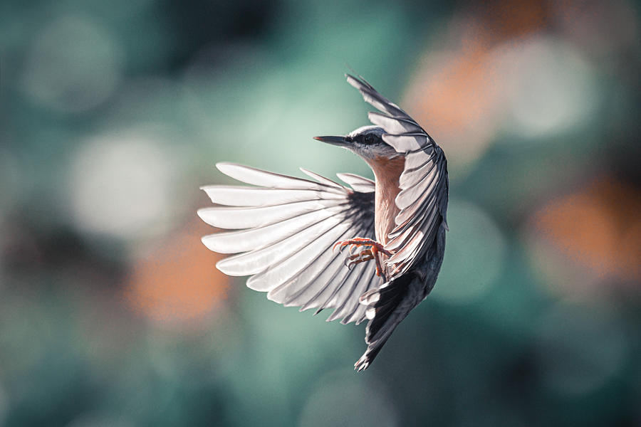 Dynamic Wings Photograph by Niki Colemont - Fine Art America