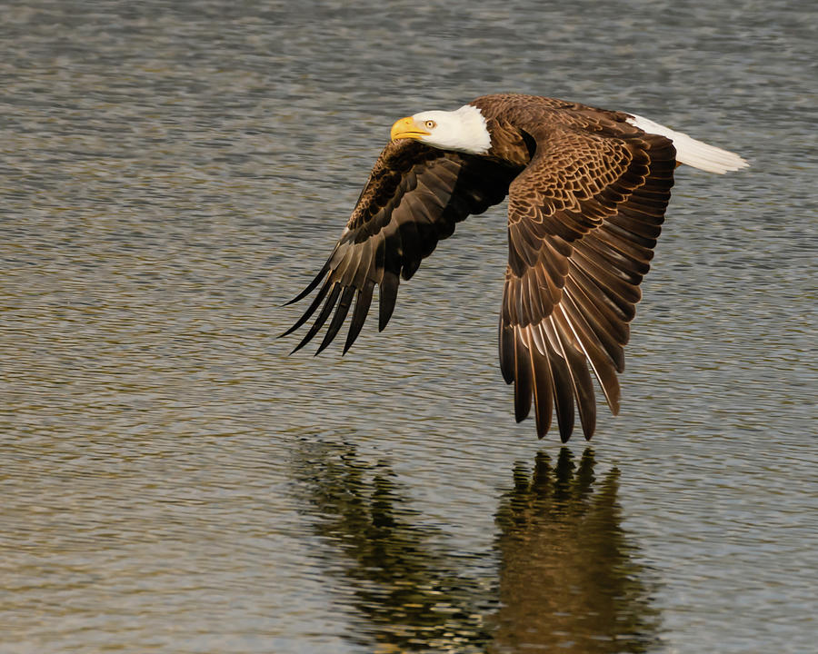 Eagle flaps down reflection Photograph by Chuck Behrmann - Fine Art America