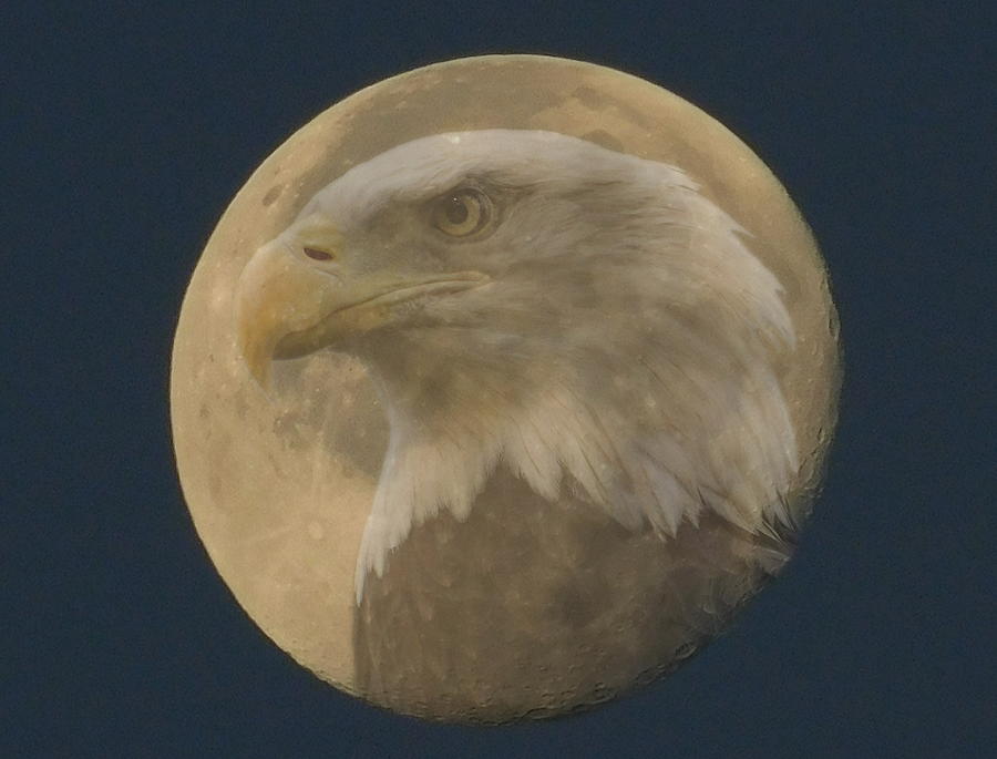 Eagle Moon Photograph by Nathan Yoder - Fine Art America
