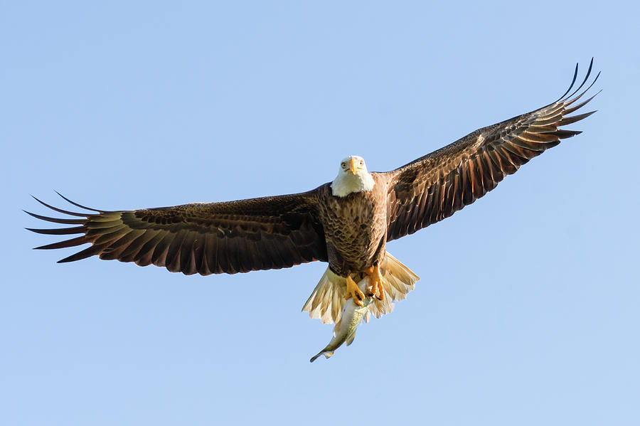 Eagle overhead with dinner Photograph by Chuck Behrmann - Pixels