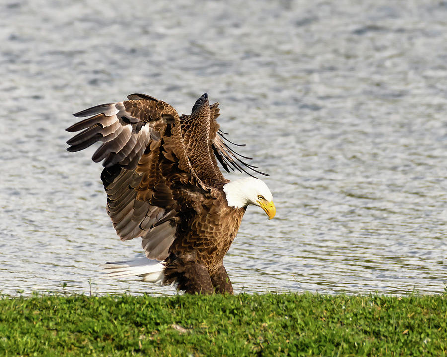 Eagle touchdown Photograph by Chuck Behrmann - Pixels