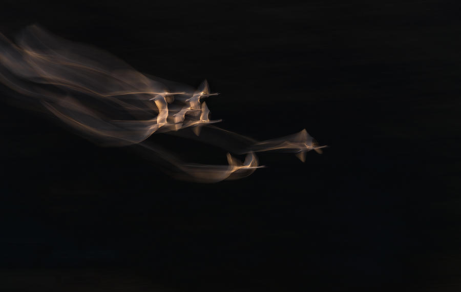Elegant Photograph By Rui Shao Fine Art America