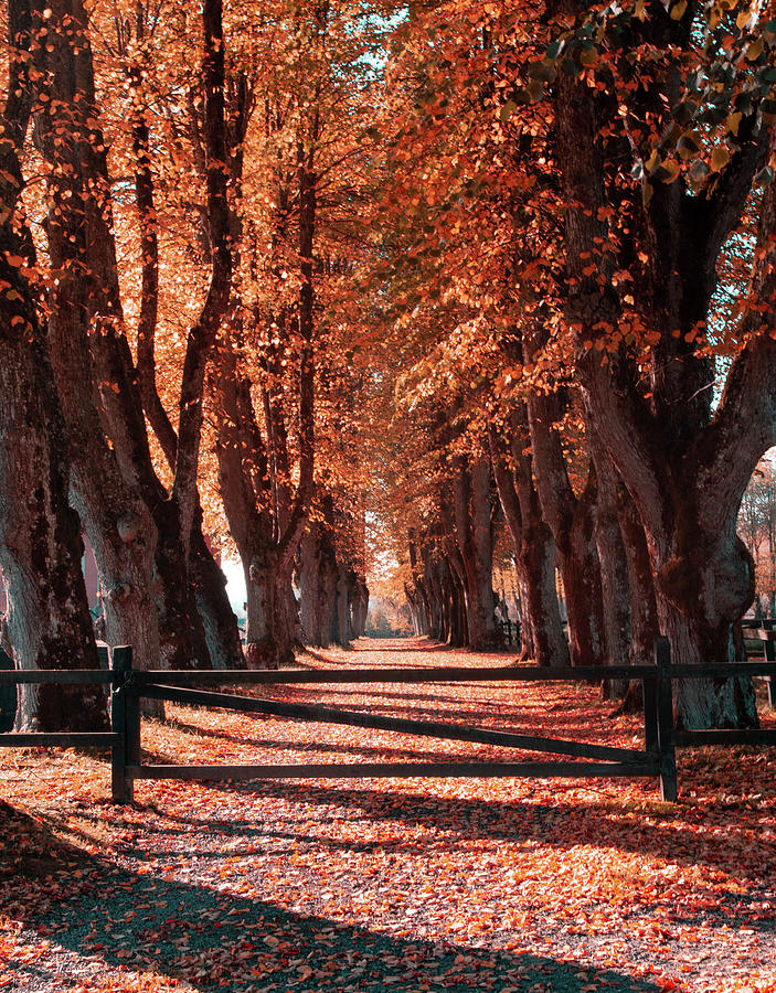 Elms Gate Photograph by Todd Devan - Fine Art America