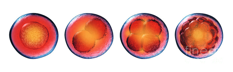 Embryogenesis Photograph by Nobeastsofierce/science Photo Library ...