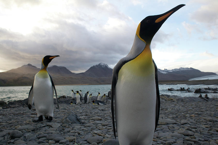 Emperor Penguin 1 by Simon Bottomley Emperor Penguin 1 by Simon Bottomley