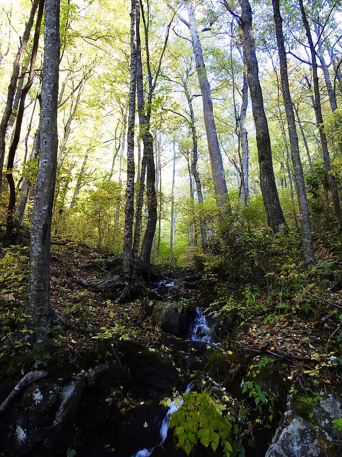 Enchanted Forest Waterfall Photograph by Kathy Ozzard Chism - Pixels