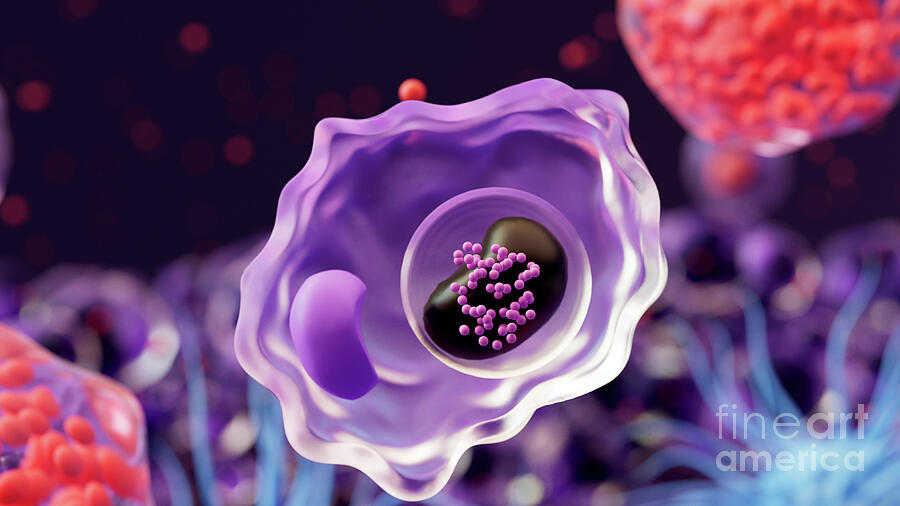 Enzymes And Tattoo Ink Within Macrophage Photograph by Design Cells/science Photo Library ...