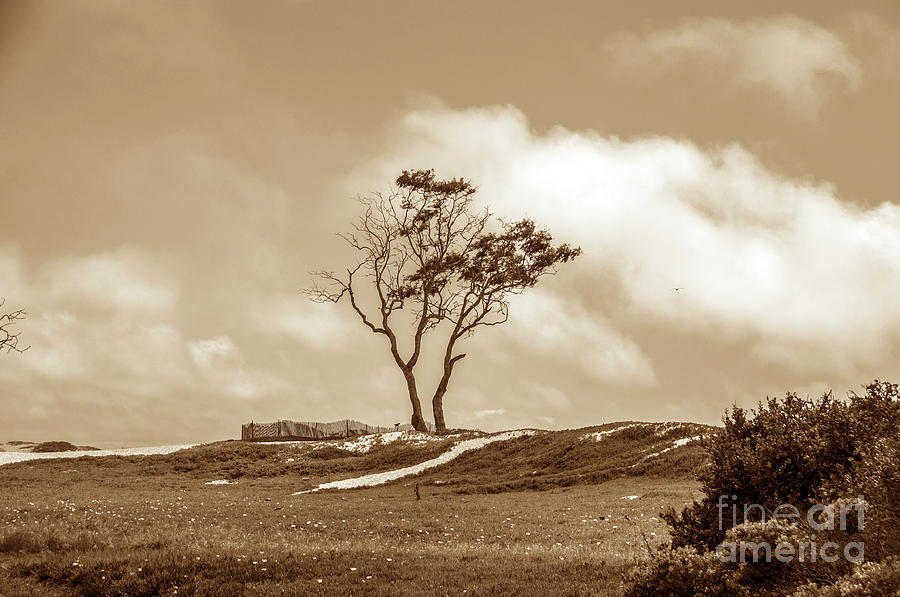 Eucalyptus Carpinteria Sepia Photograph By Michael Ziegler Fine Art