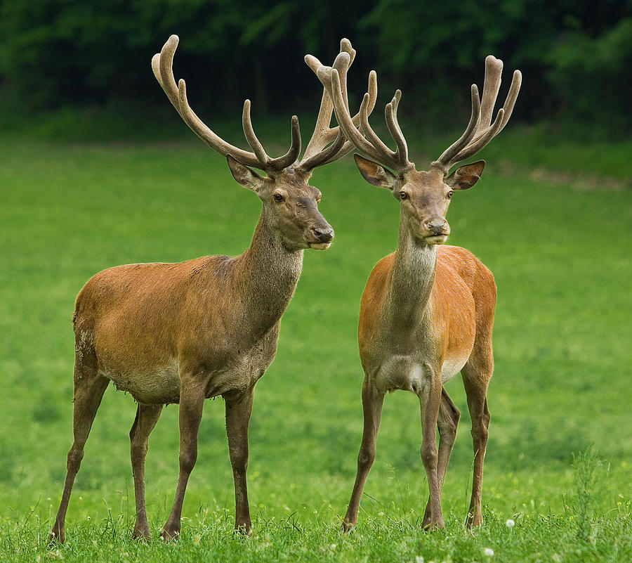 European Deers by Pal Teravagimov Photography