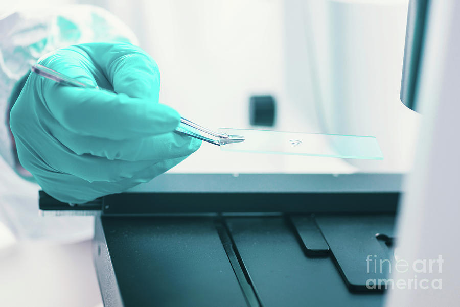 Examining Bacterial Sample Under Microscope Photograph by Microgen ...