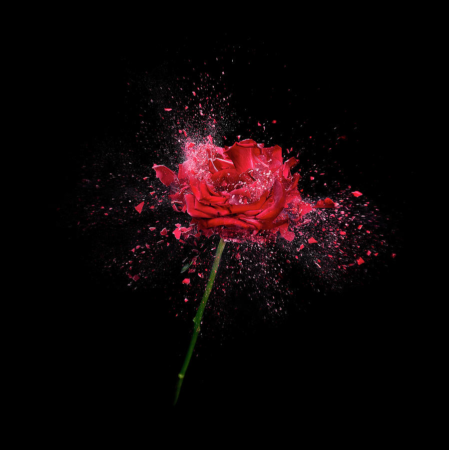Exploding Rose 04 by Maarten Wouters