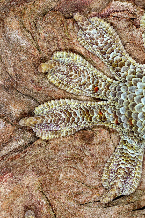 Extreme Close-up Of Scale Pattern Photograph by Adam Jones - Fine Art ...