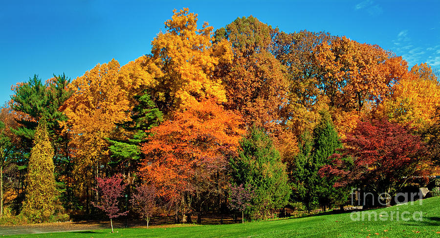 Fall Foliage Green Orange Red Yellow Photograph by David Zanzinger ...