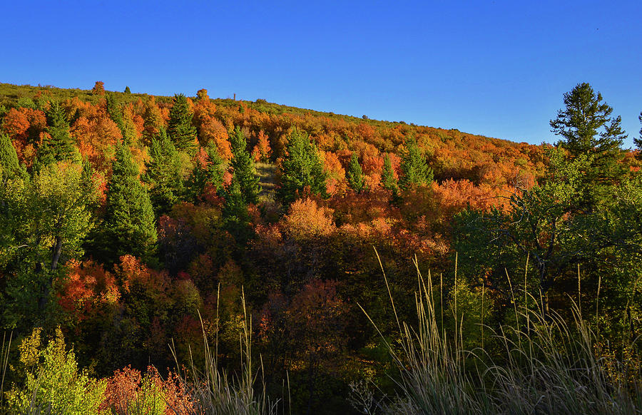 Fall in Idaho Photograph by Dan Kinghorn | Fine Art America