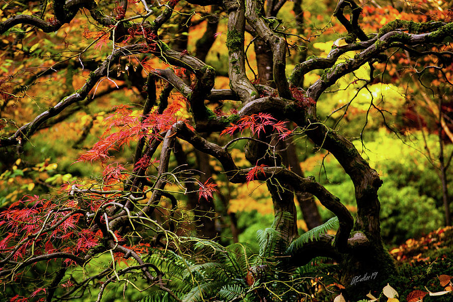Fall Japanese Vine Maple Photograph by Laurence Cutler - Fine Art America