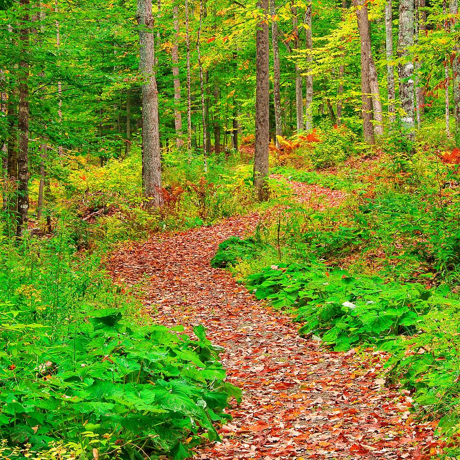 Fall path Photograph by T G - Fine Art America