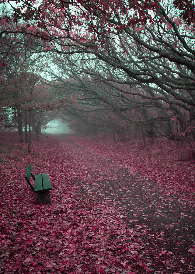 Fallen Cherries Photograph by Todd Devan - Fine Art America