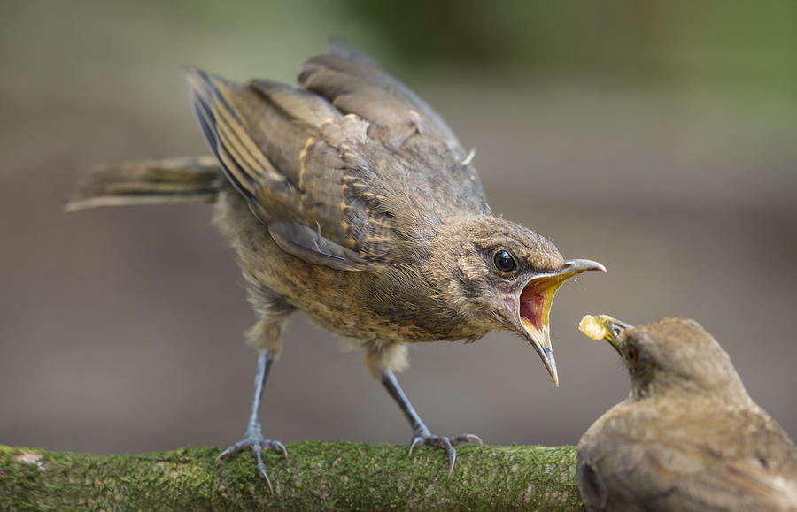 Feed Me! Photograph by Greg Barsh - Fine Art America
