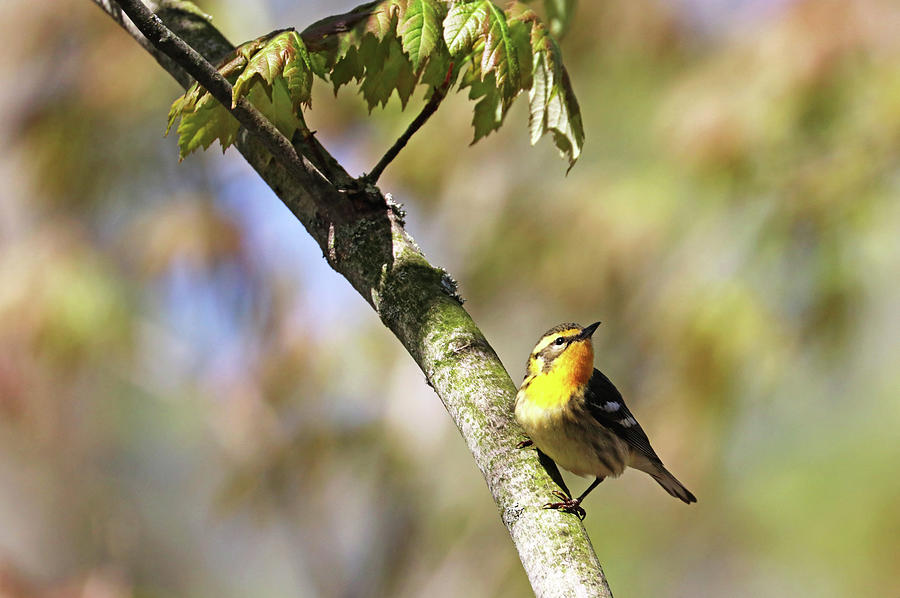 Female Blackburnian Warbler I Photograph by Debbie Oppermann