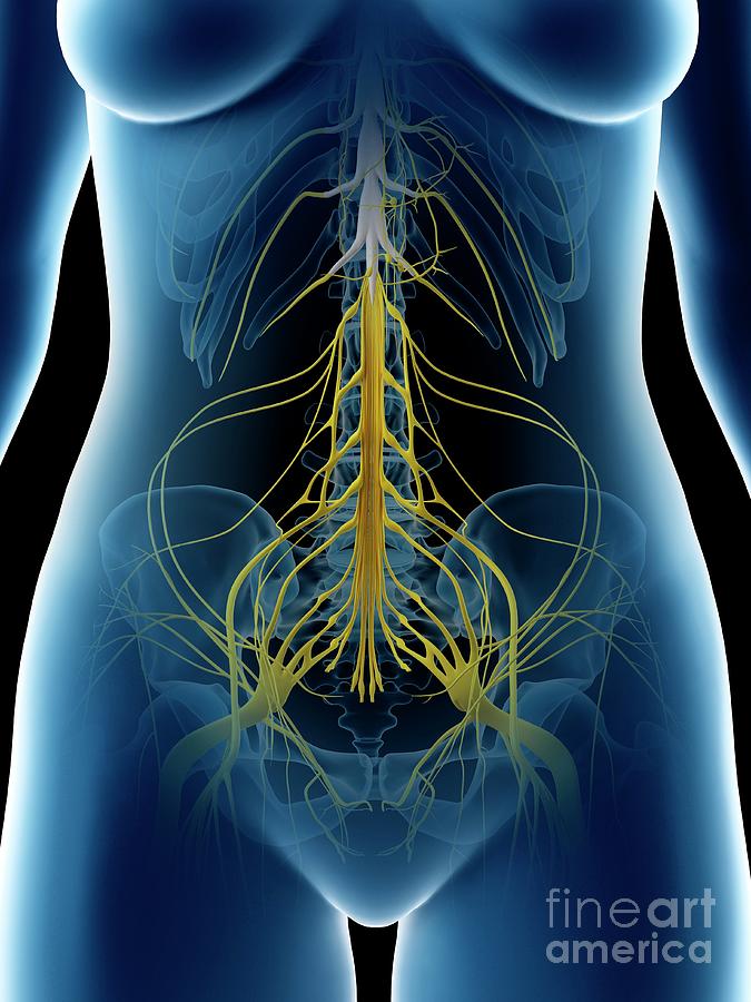 Female Pelvic Nerves Photograph By Sebastian Kaulitzkiscience Photo Library Pixels