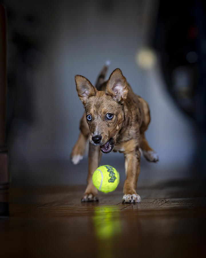 Fetch! Photograph by Robert Sherman - Fine Art America