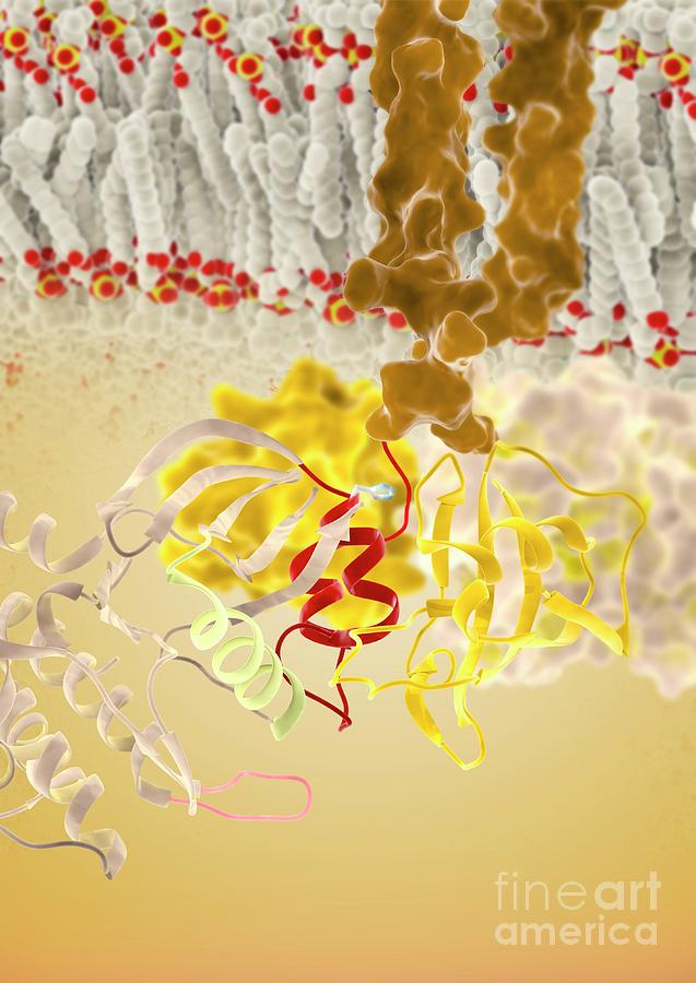 Fibrodysplasia Ossificans Progressiva Mutant Protein Photograph by Ramon Andrade 3dciencia ...