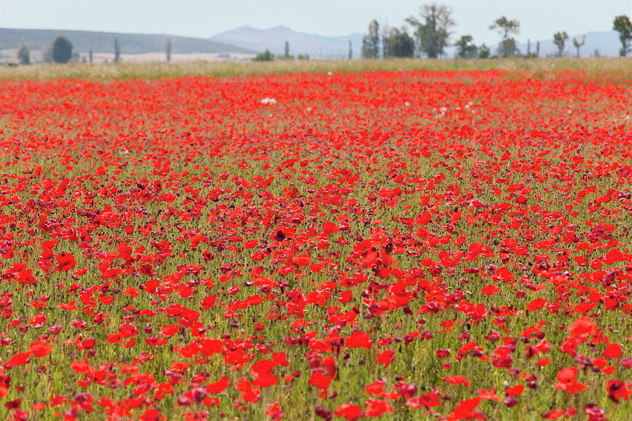 Field Of Poppy Flowers Photograph by Henglein And Steets - Fine Art America Field Of Poppy Flowers Photograph by Henglein And Steets - Fine Art America