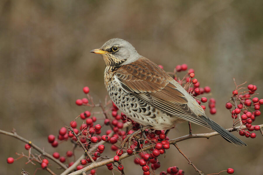 Fieldfare Sitting On Hawthorn Berries, Warwickshire Photograph by Mike ... Fieldfare Sitting On Hawthorn Berries, Warwickshire Photograph by Mike ...