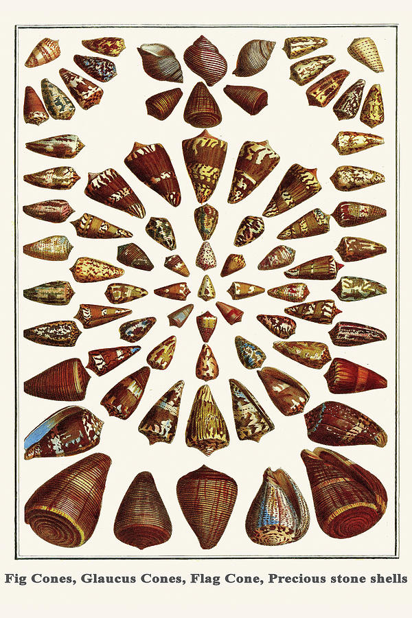 Fig Cones, Glaucus Cones, Flag Cone, Precious stone shells Painting by ...