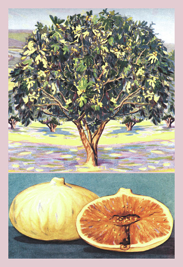 Fig Tree Painting by Unknown - Fine Art America
