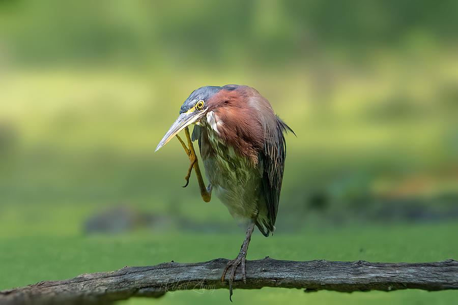 Finger Licking Photograph By Robert Zhang Fine Art America
