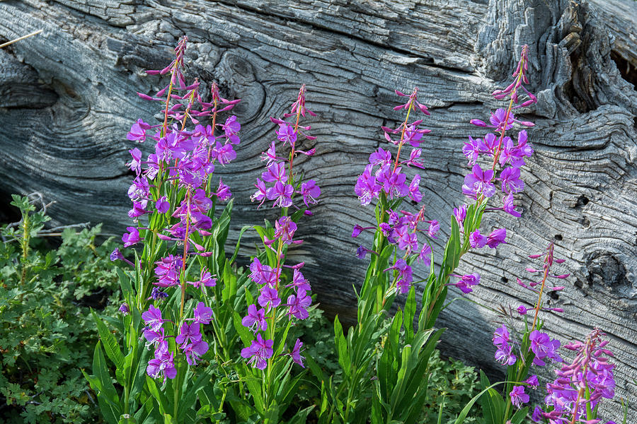 Fireweed Wildflowers In Absaroka Photograph by Howie Garber - Fine Art ...