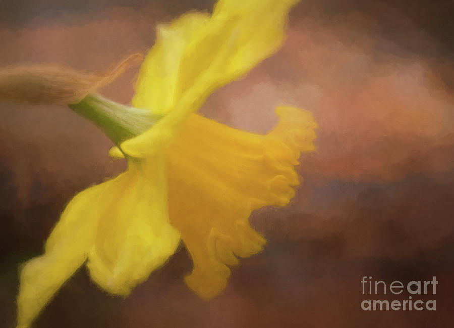 First Sign of Spring Photograph by Michelle Tinger - Fine Art America