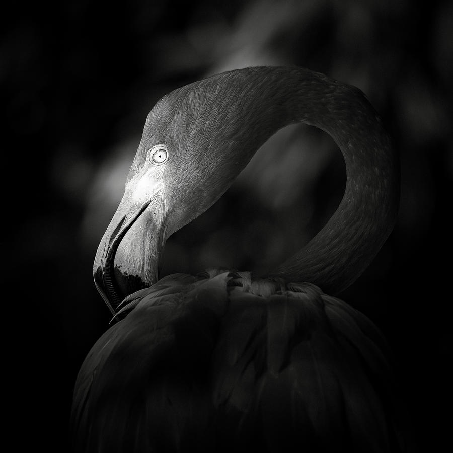 Flamingo #8 Photograph by Christian Meermann - Fine Art America