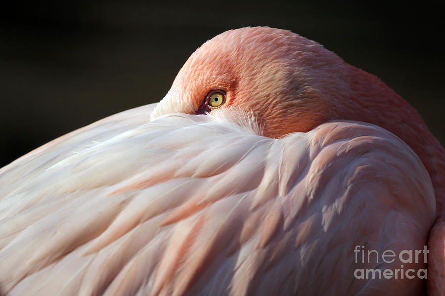 Flamingo Photograph by Edwin Butter - Fine Art America