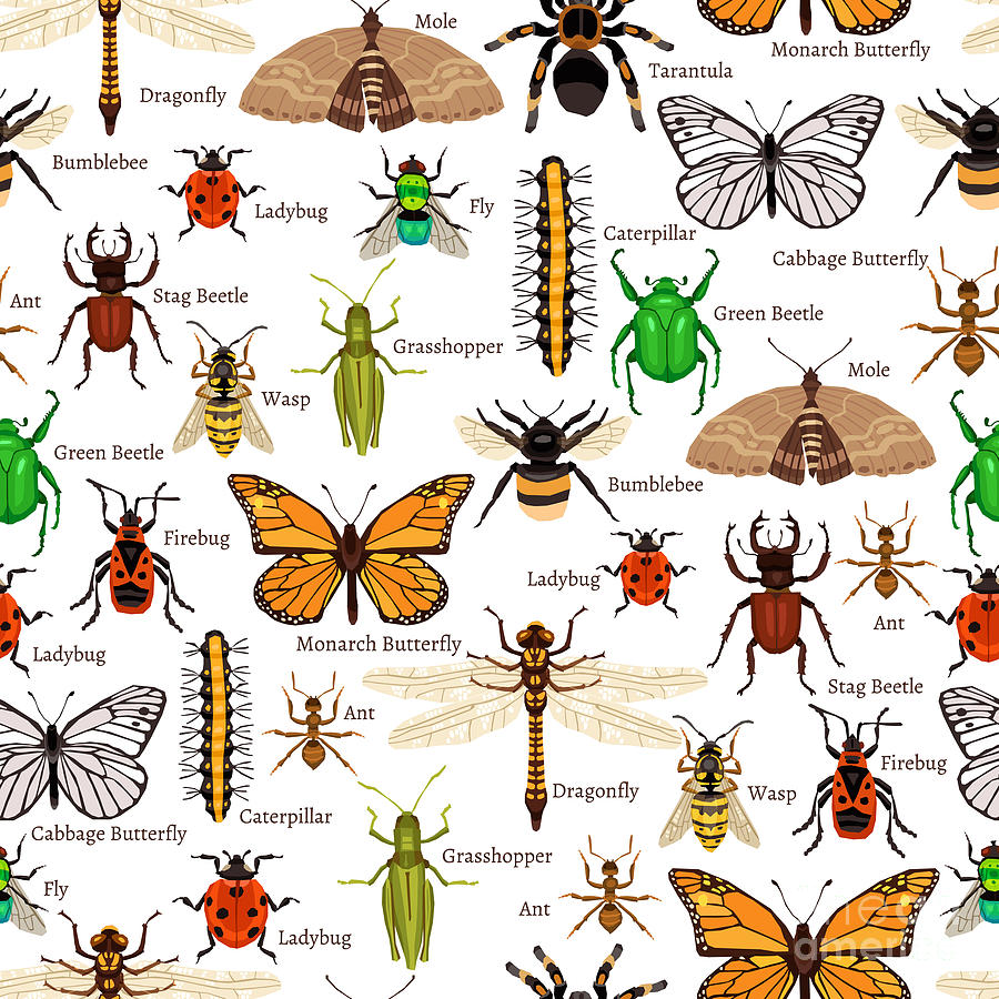 Flat Insects Seamless Pattern Vector Photograph by Macrovector - Pixels
