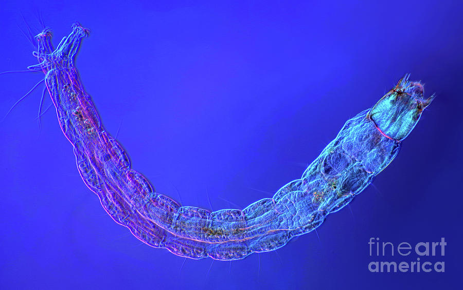 Fly Larva Photograph by Marek Mis/science Photo Library - Fine Art America