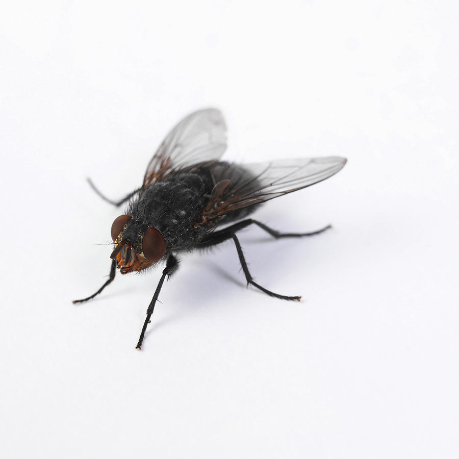 Fly Digital Art by Simon Murrell - Fine Art America