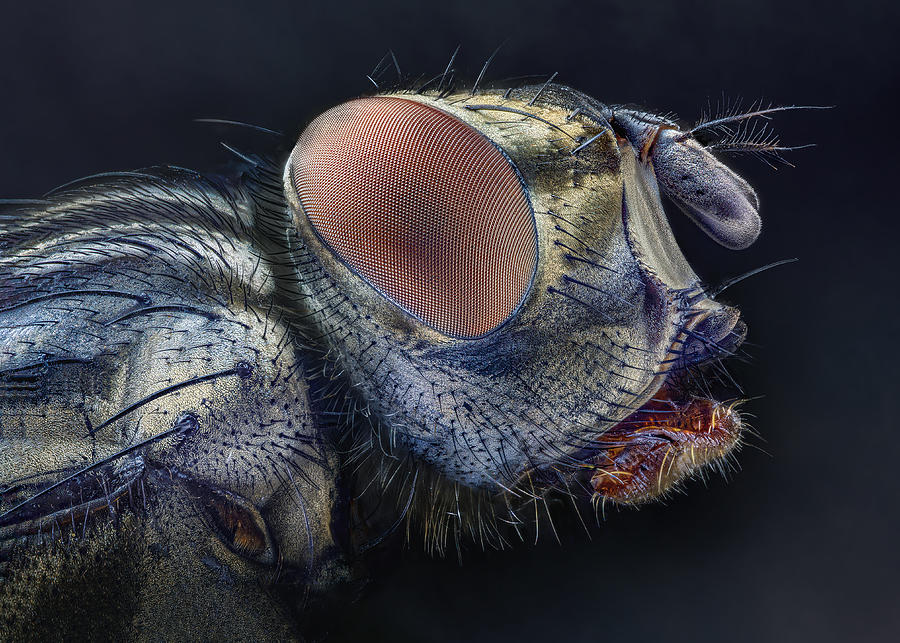 Flyface Photograph by Marcel Egger - Fine Art America