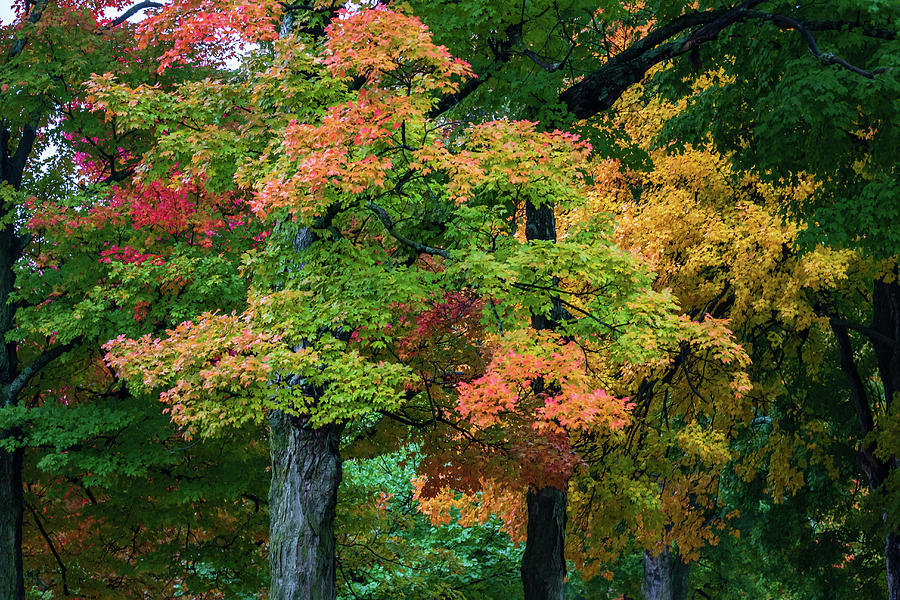 Foliage Focus Photograph by Jack Clutter - Fine Art America