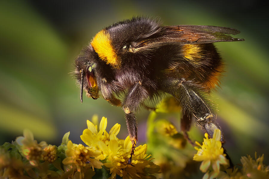 Foraging Bee Photograph by Peter Davidson - Fine Art America