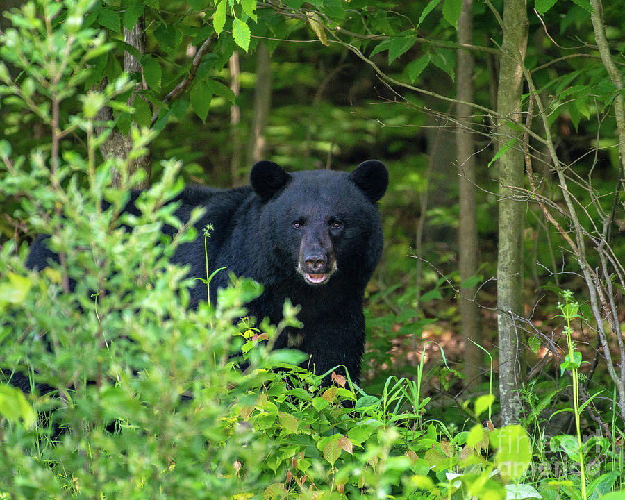 Forest Black Bear Photograph by Timothy Flanigan - Fine Art America