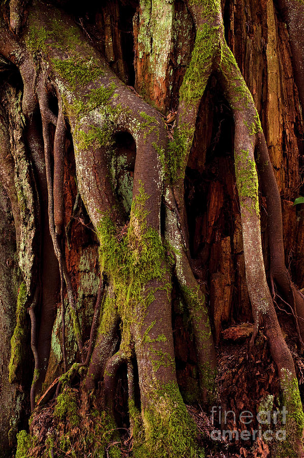 Forest Setting With Tree Roots Photograph by Jim Corwin